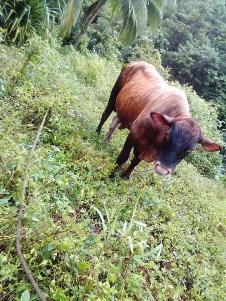 Service bull 2 year old for Sale in Portland, Jamaica