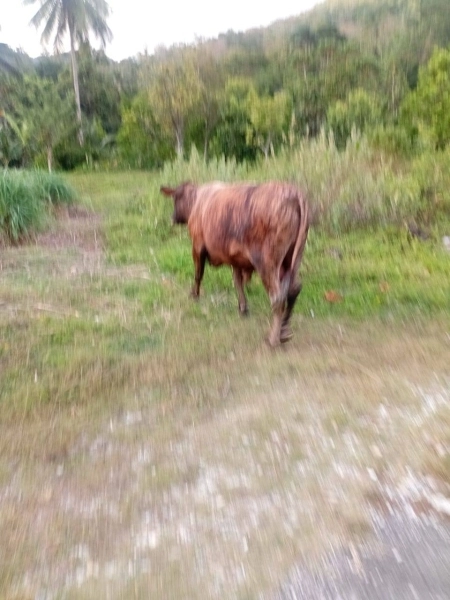 Service bull 2 year old for Sale in Portland, Jamaica