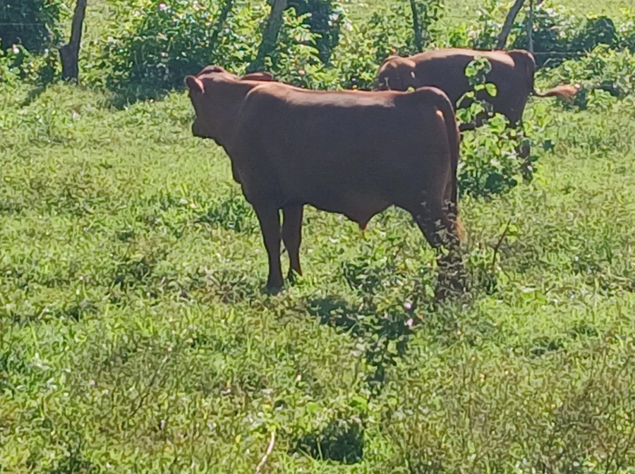 10 beautiful red poll heifers for Sale in St Elizabeth, Jamaica