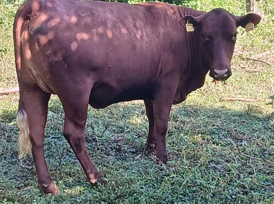 10 beautiful red poll heifers for Sale in St Elizabeth, Jamaica